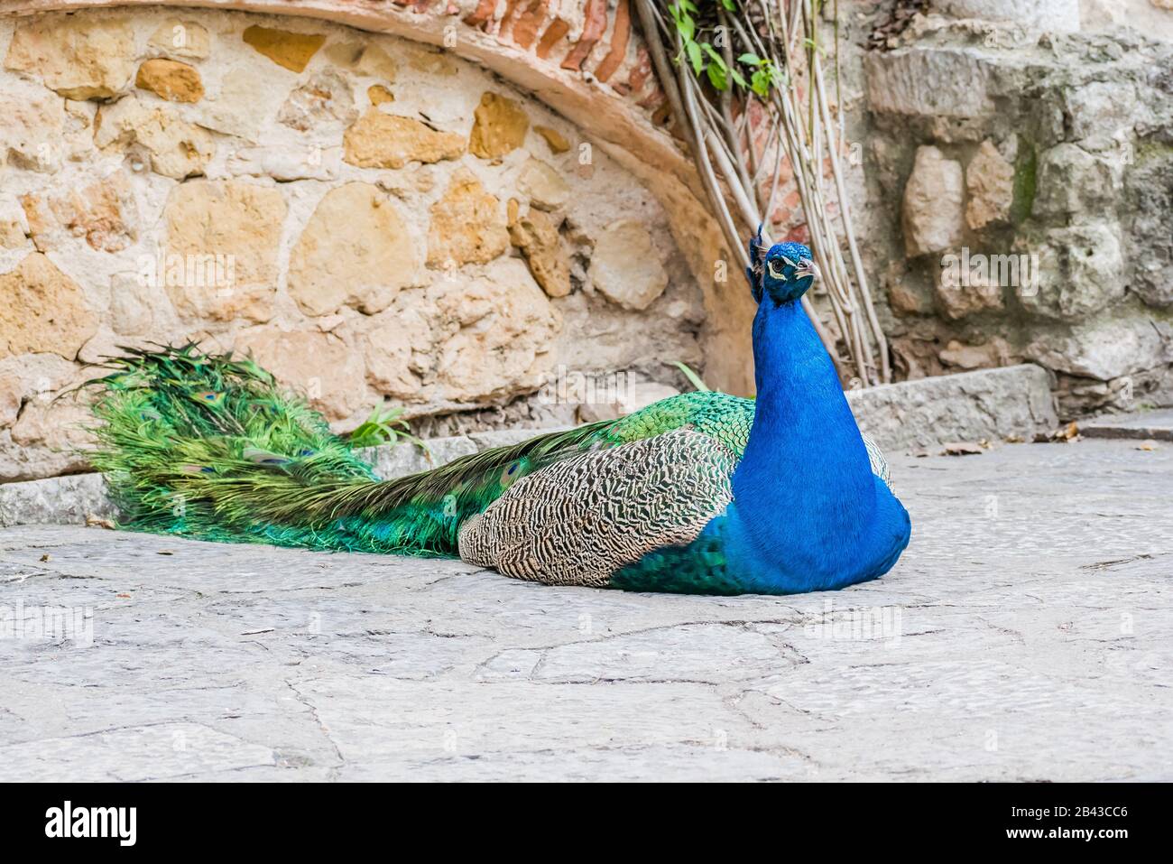 Laying peacock hi-res stock photography and images - Alamy
