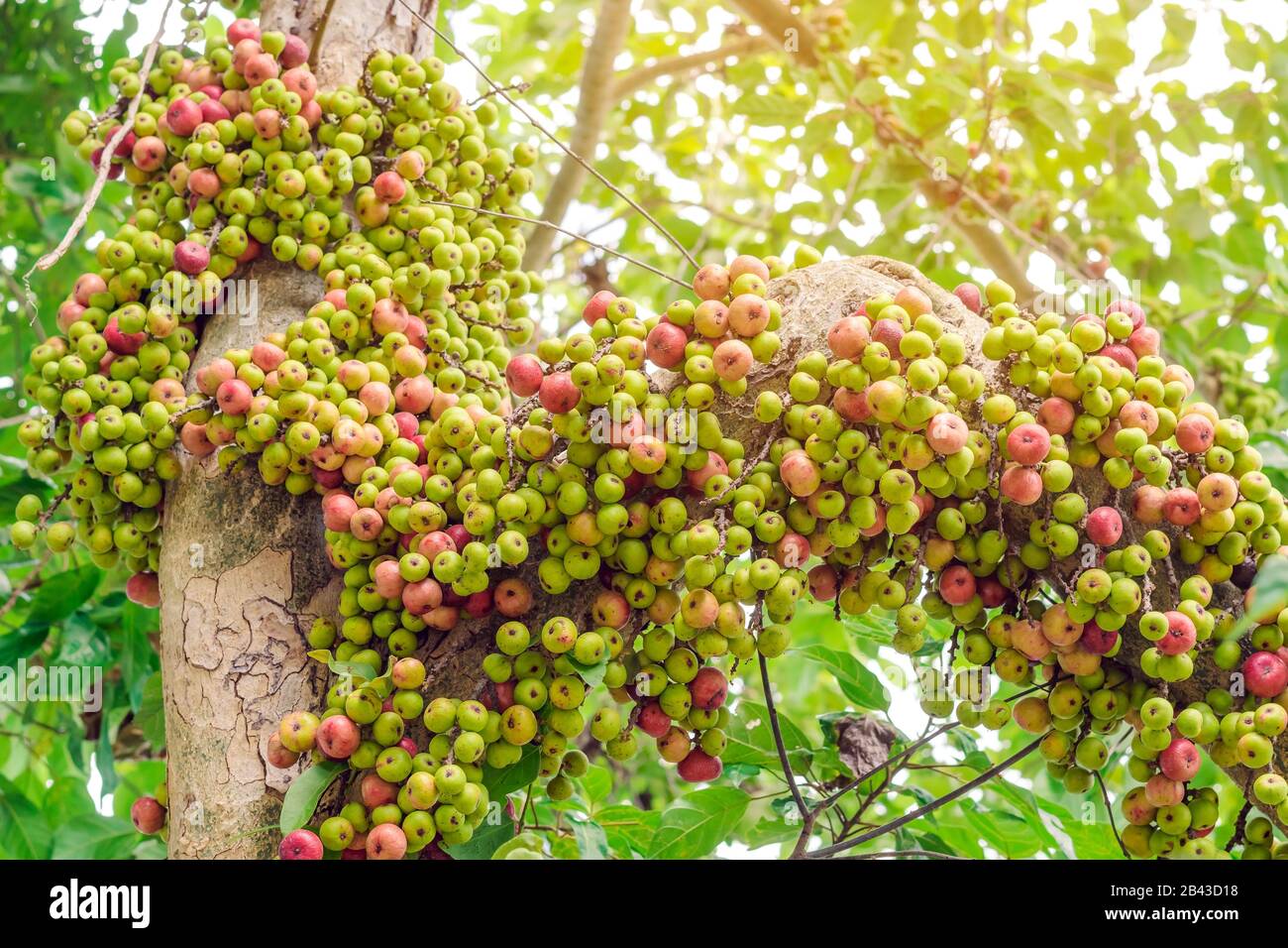Common fig (Ficus carica) green and red fruits on ficus subpisocarpa ...