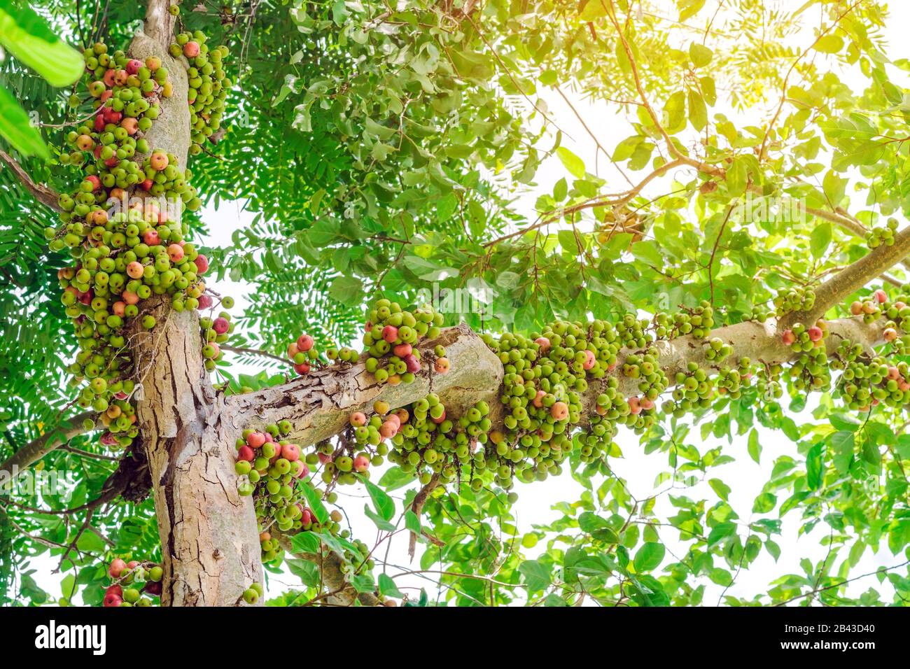 Common fig (Ficus carica) green and red fruits on ficus subpisocarpa ...