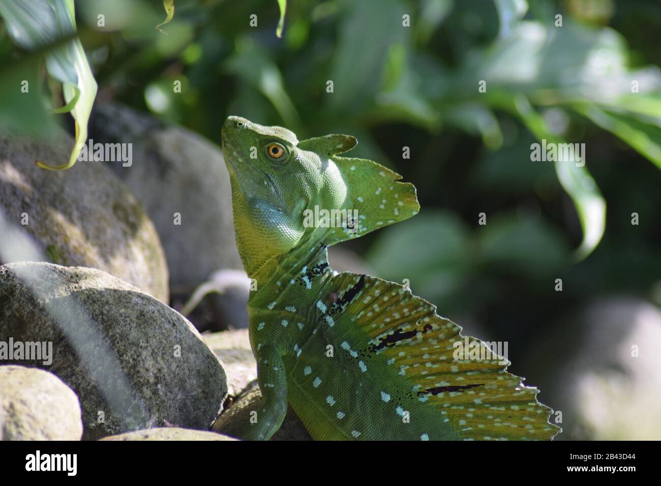 Costa Rica Gecko High Resolution Stock Photography and Images - Alamy