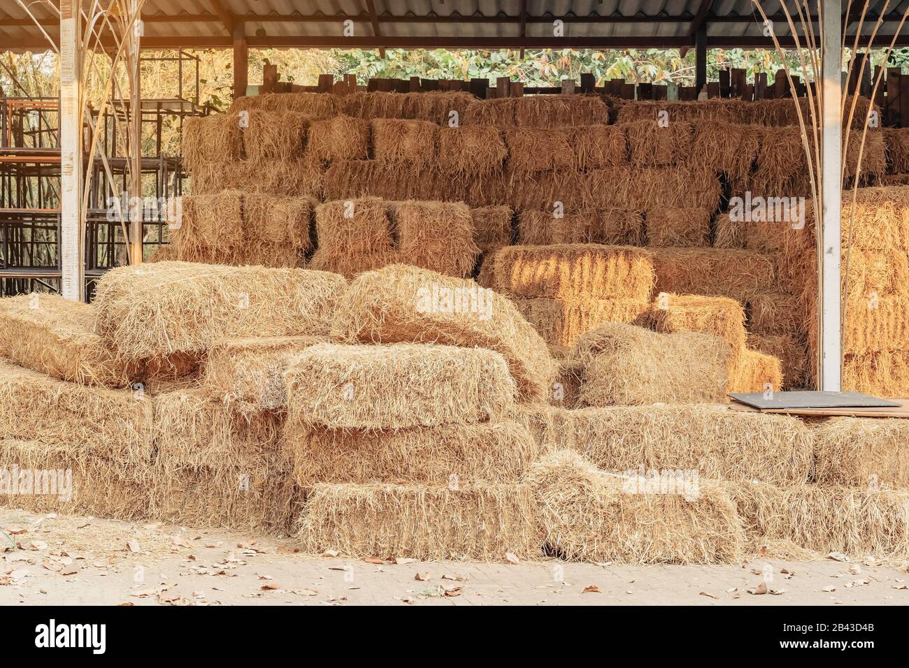 Rice straw bales storage hi-res stock photography and images - Alamy