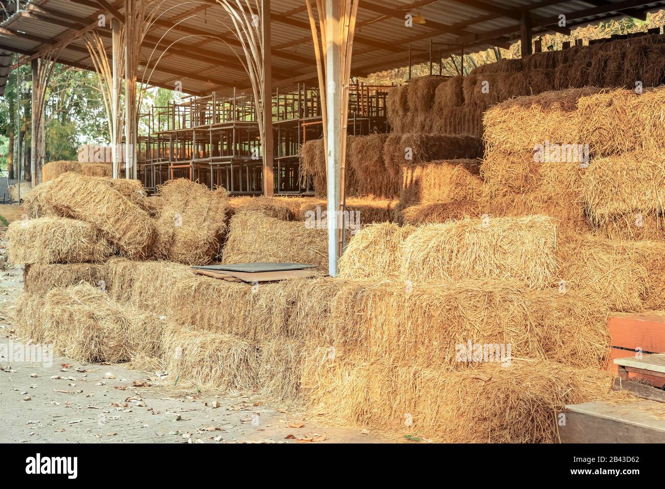 Piled stacks of dry straw collected for animal feed. Dry baled hay ...