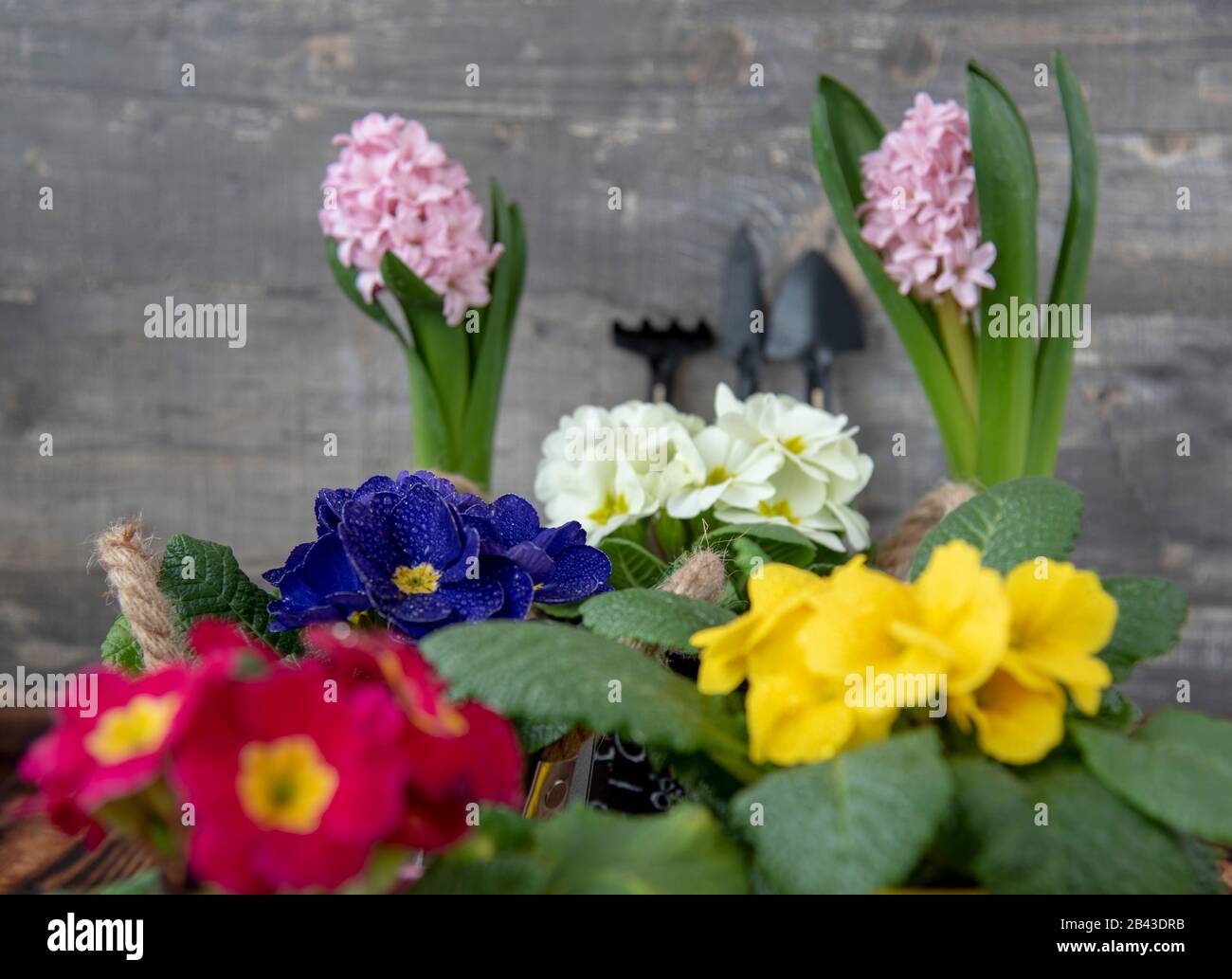 Interior courtyard planting hi-res stock photography and images - Alamy