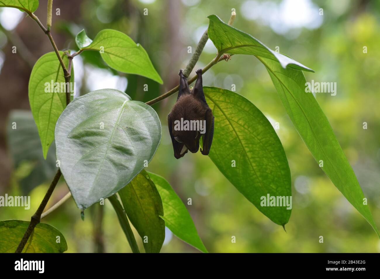 Bat in jungle in Costa Rica Stock Photo - Alamy