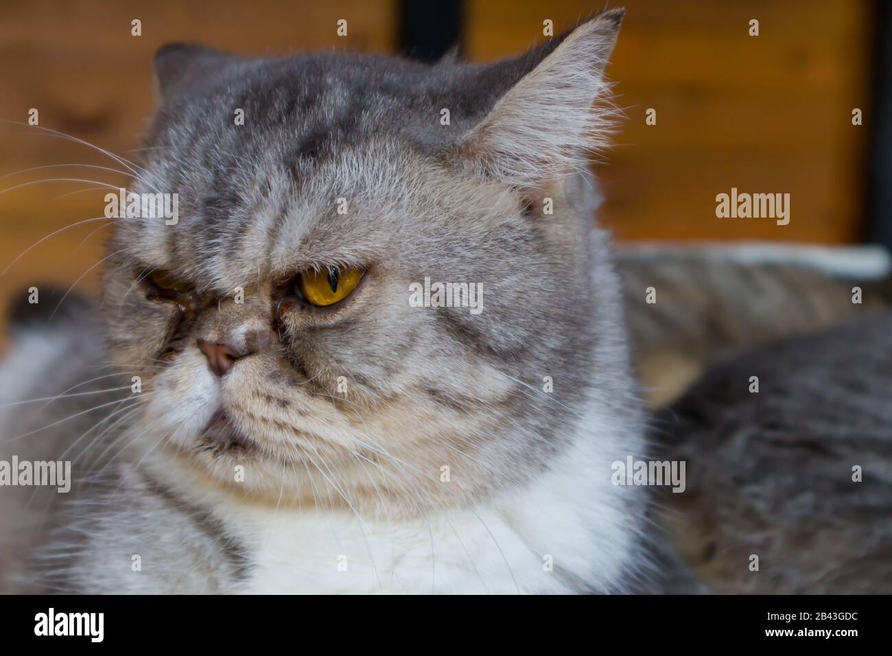 Serious cat look sad. Portrait, close up, background Stock Photo - Alamy