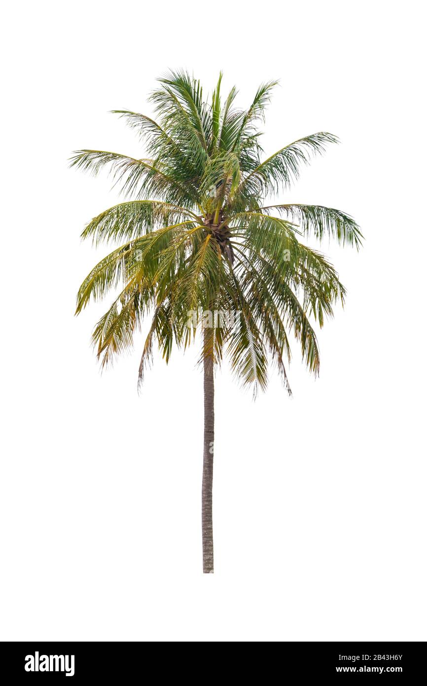 coconut tree beautiful on white background Stock Photo - Alamy