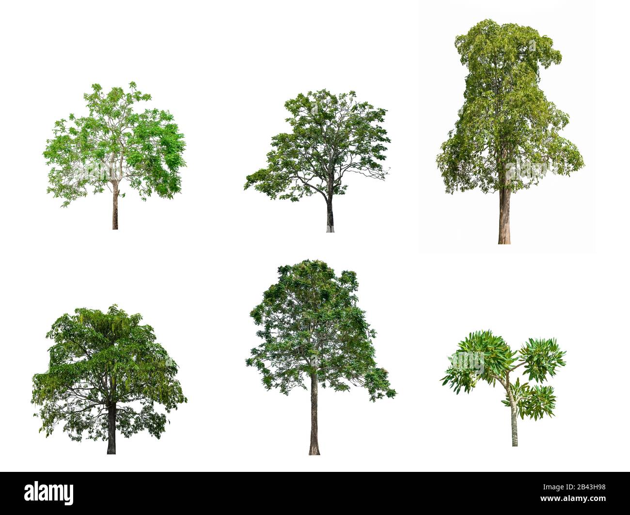 collection of tree dwarf tamarind beautiful isolated on white ...