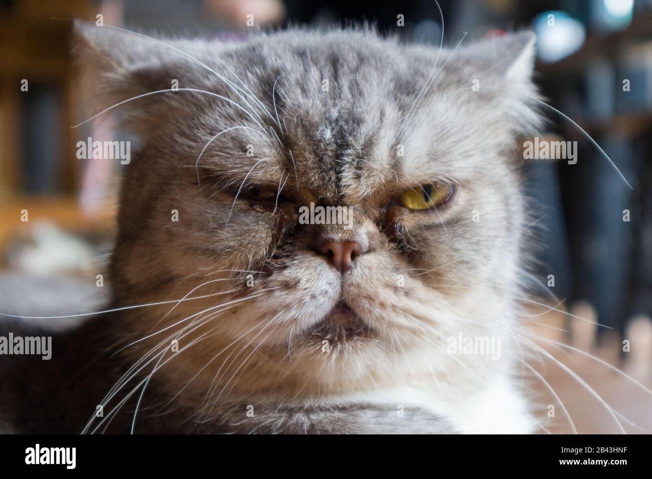 Serious cat hi-res stock photography and images - Alamy