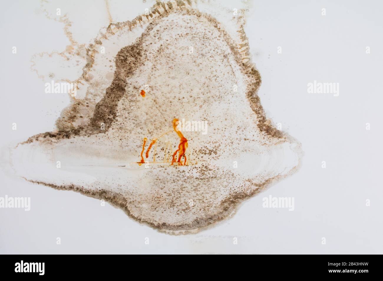 fungus in gypsum ceiling interior building damaged from water leaking ...