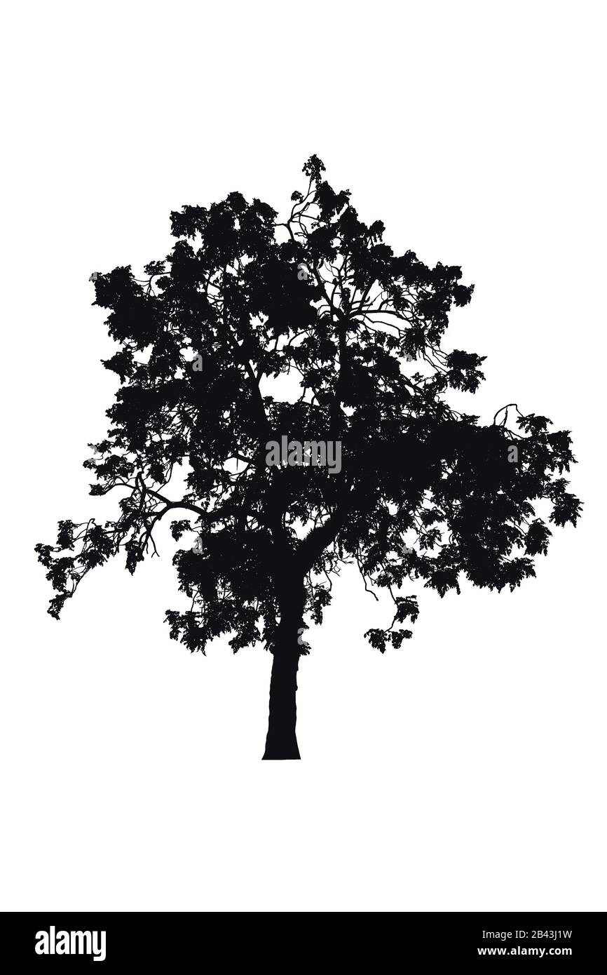 tree silhouettes beautiful on white background Stock Photo - Alamy