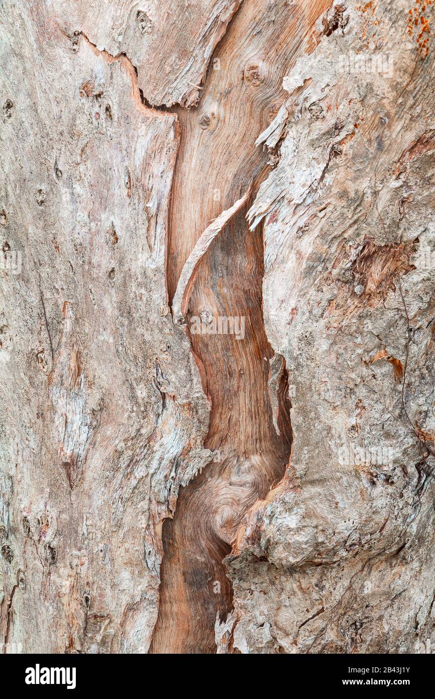 tree trunk nature. bark texture pattern wood for background image ...