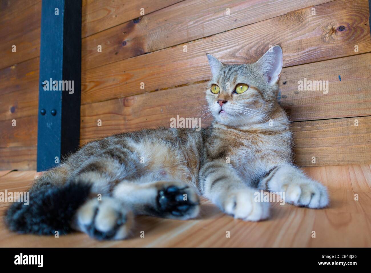Beautiful cat sit next to the wall and look on the light. Blur ...