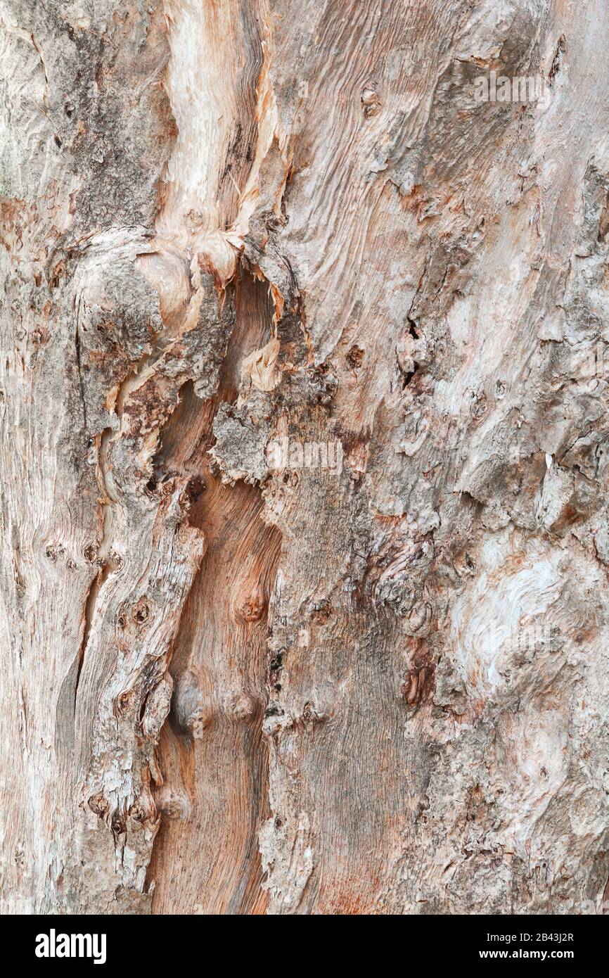 tree trunk nature. bark texture pattern wood for background image ...
