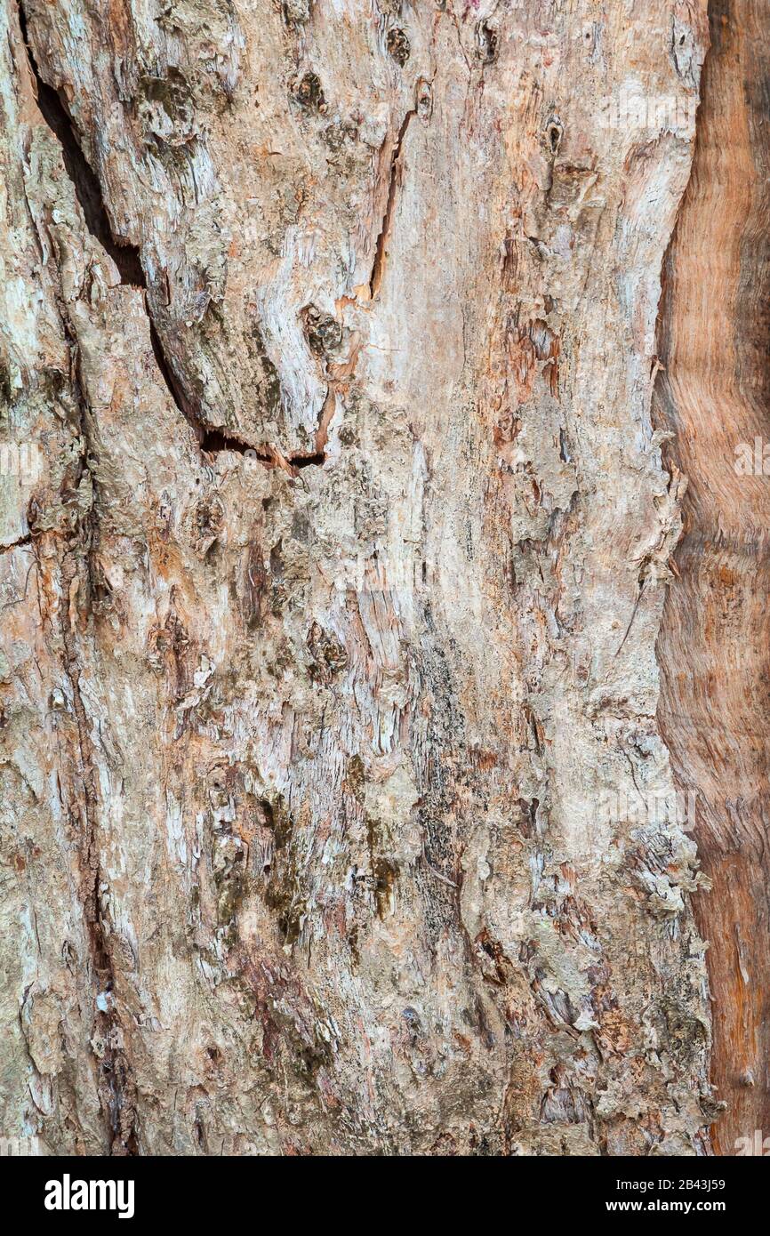 tree trunk nature. bark texture pattern wood for background image ...