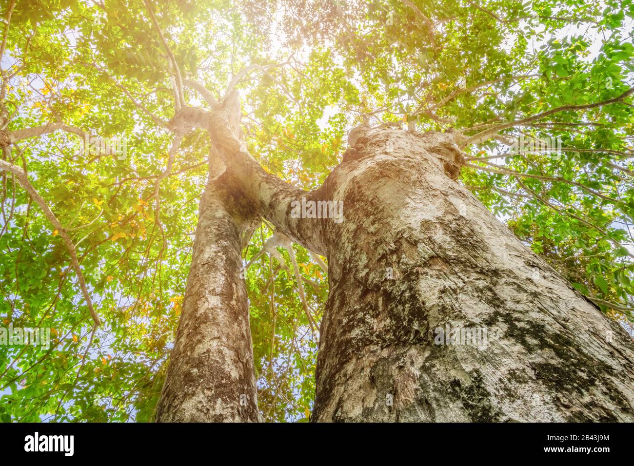 tree trunk high in nature and leaf beautiful for background Stock Photo ...
