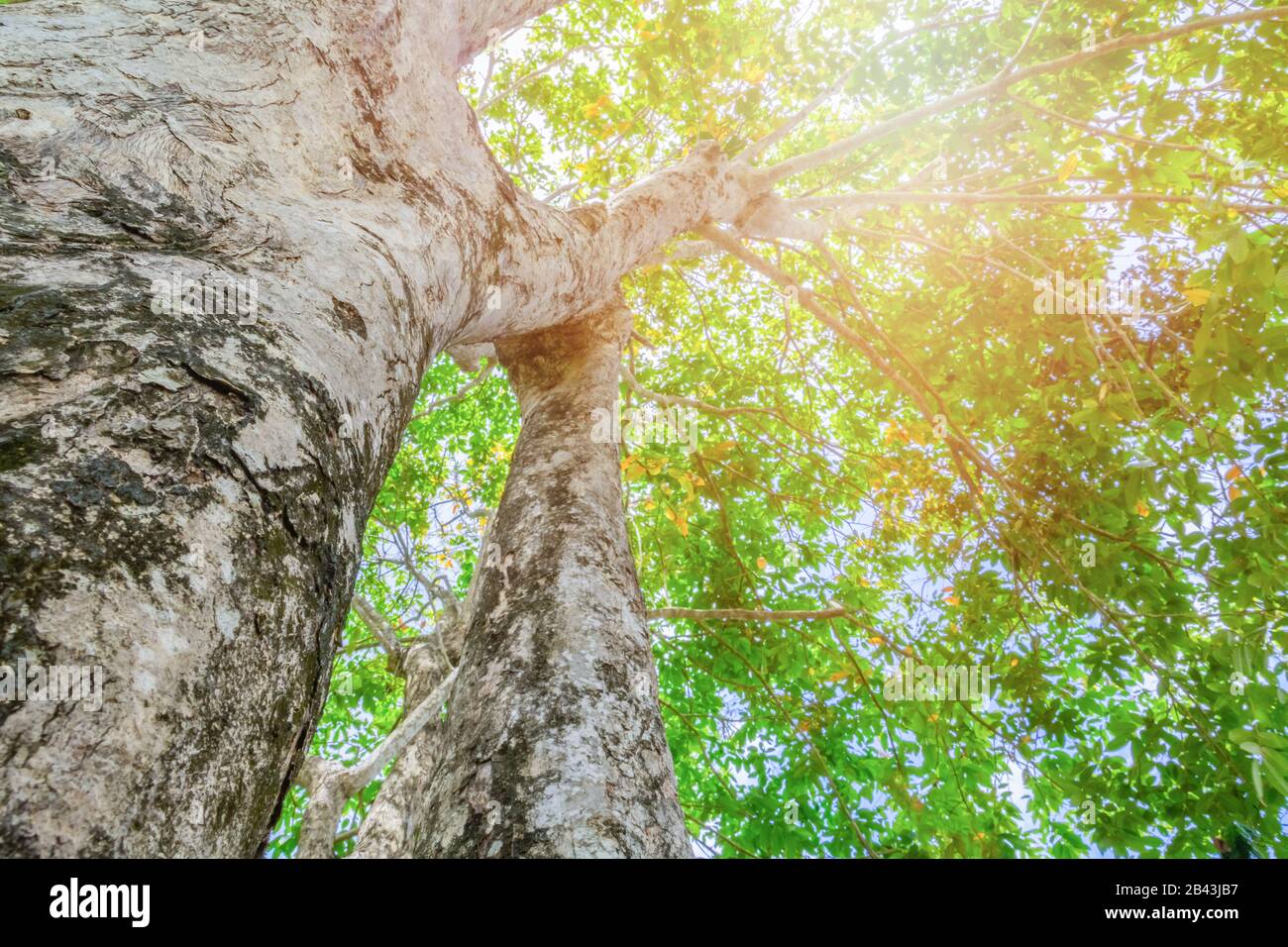 tree trunk high in nature and leaf beautiful for background Stock Photo ...