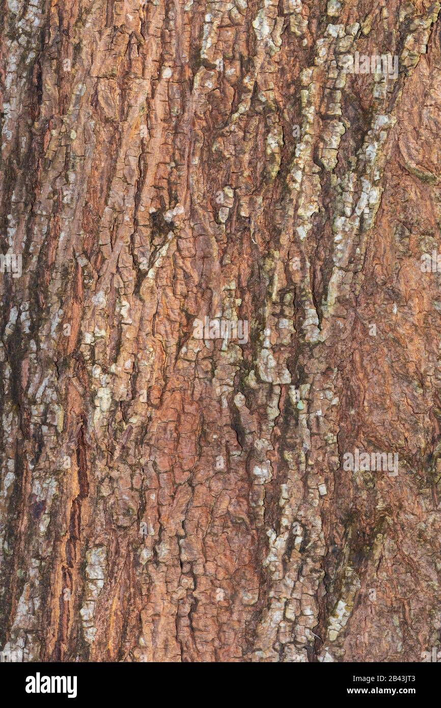 tree bark nature texture pattern wood background Stock Photo - Alamy