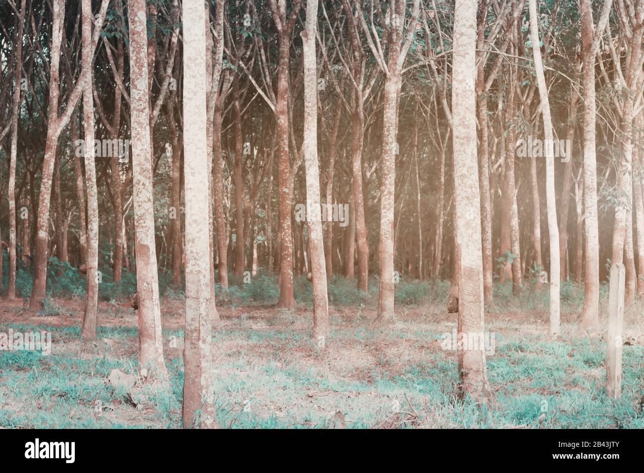 rubber tree row agriculture in the garden. Vintage color Tone Stock ...