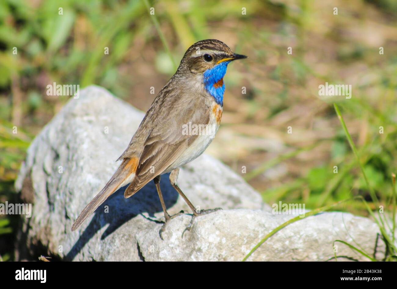 Blue nightingale hi-res stock photography and images - Alamy