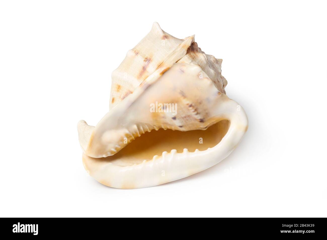 Sea shell isolated on white background Stock Photo - Alamy