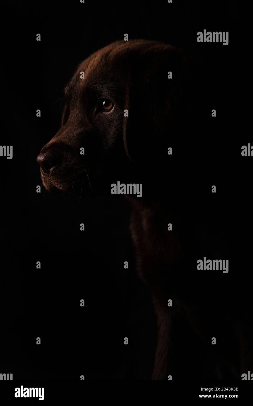 Golden retriever side profile hi-res stock photography and images - Alamy