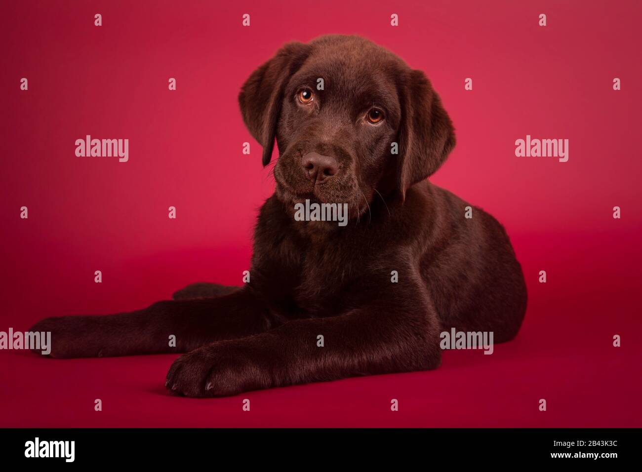 Beautiful three month old labrador puppy lying looking towards camera ...