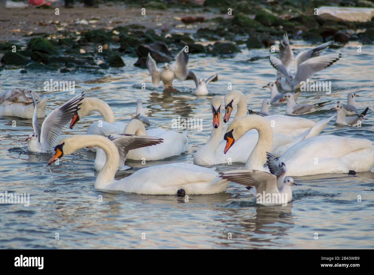 Large group of swans and seagulls in the water, nature concept, aquatic ...