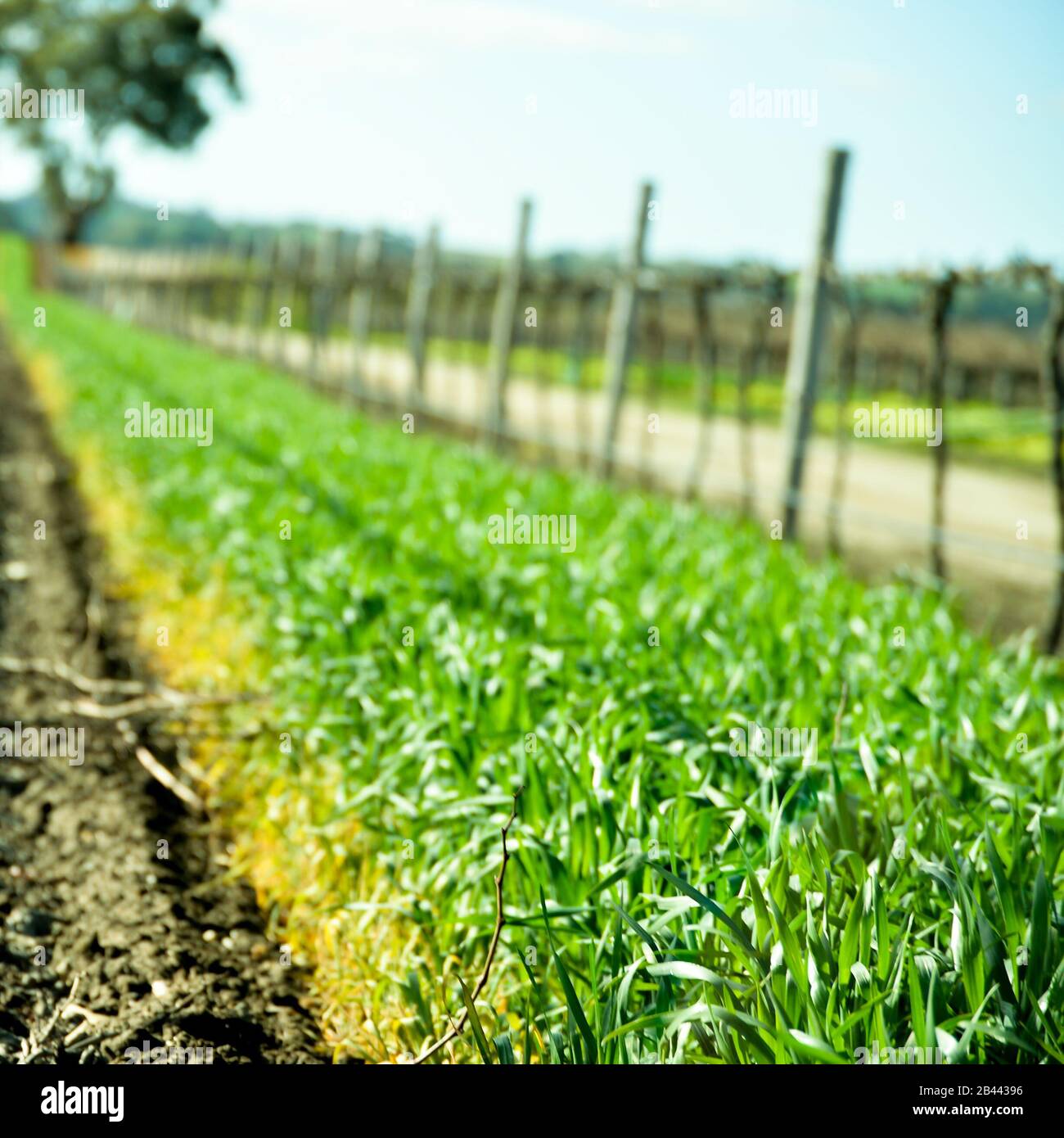 square leading lines at a farm Stock Photo - Alamy