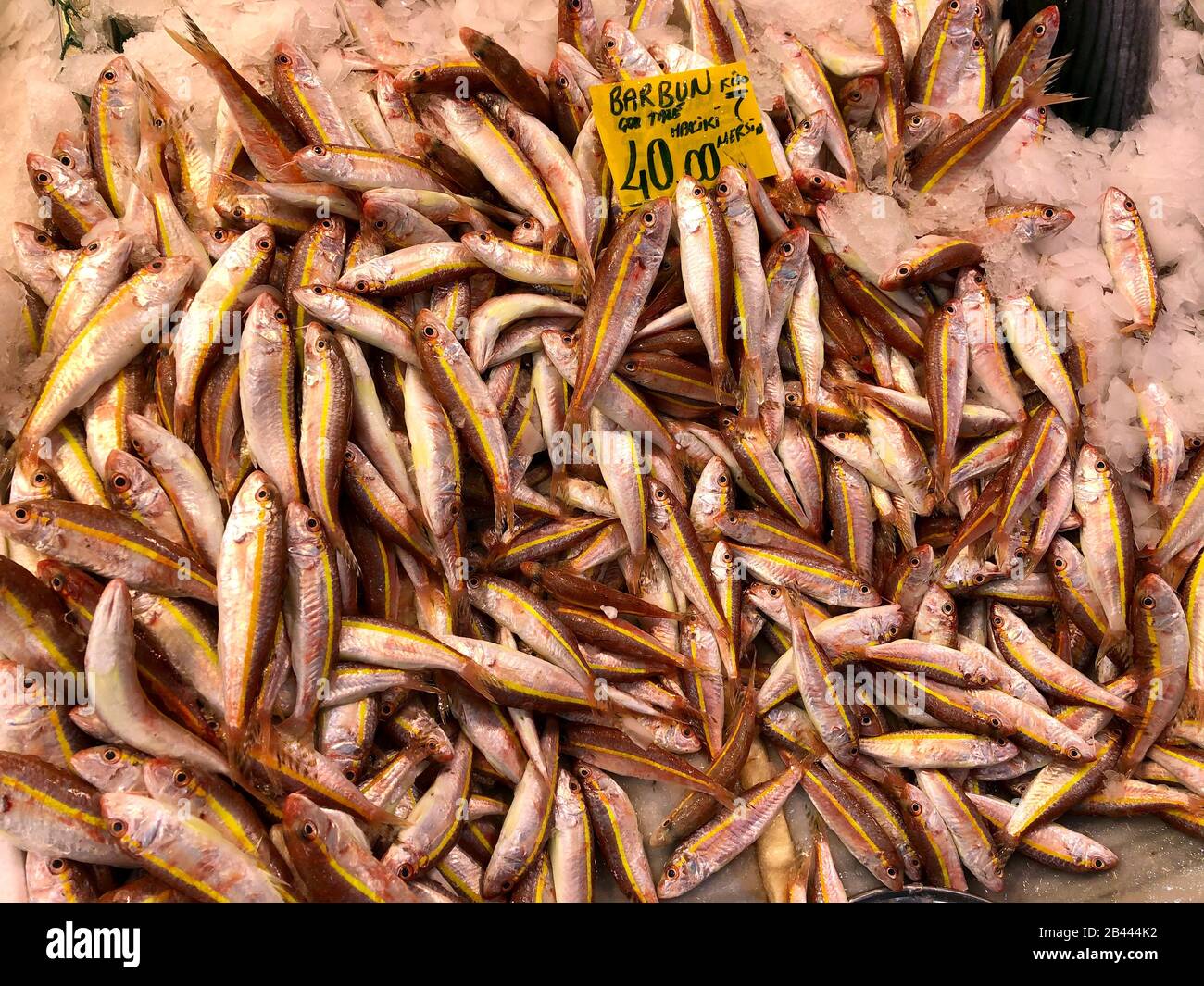 Upeneus moluccensis hi-res stock photography and images - Alamy