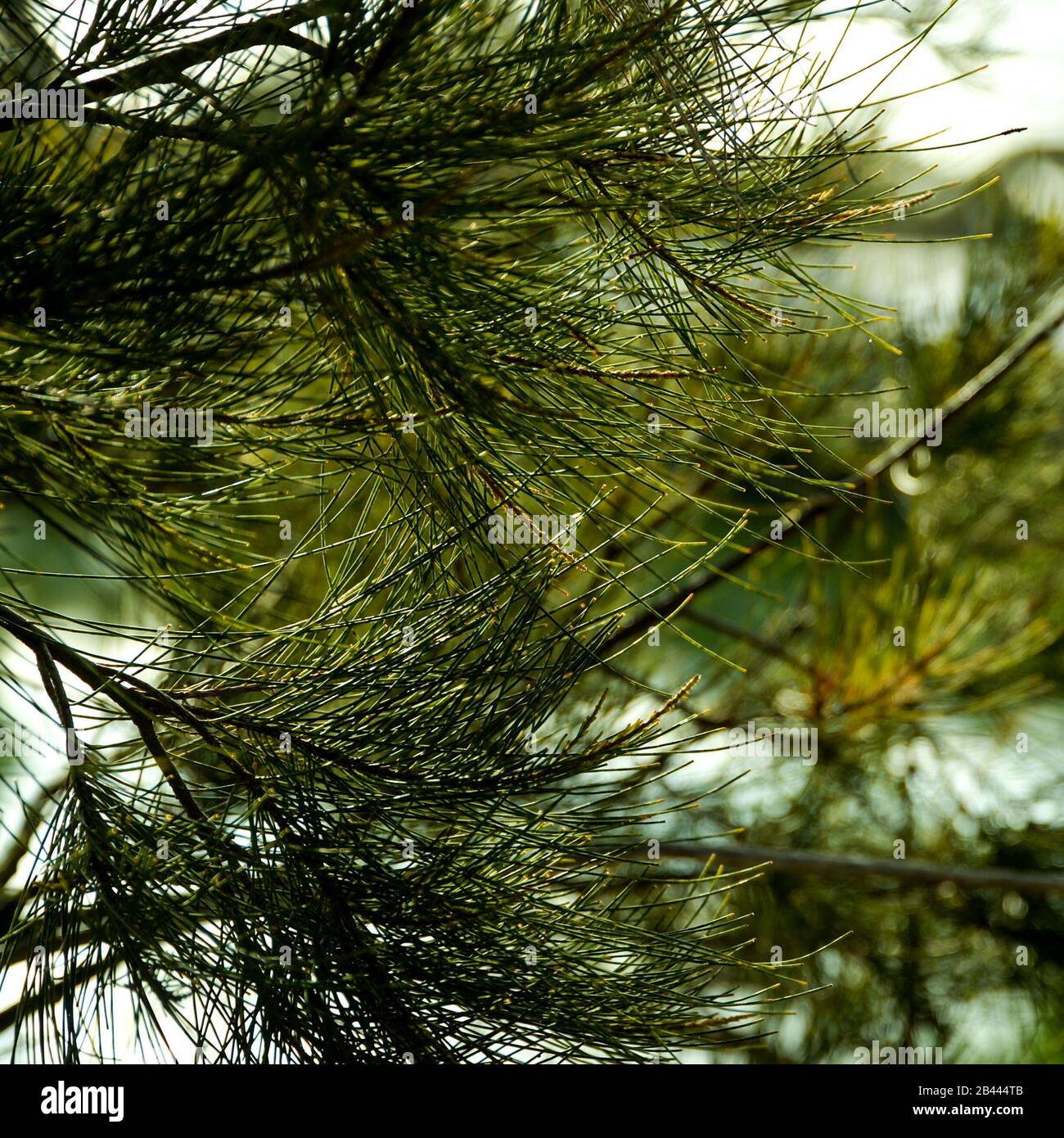 macro tree leaves photograph Stock Photo - Alamy