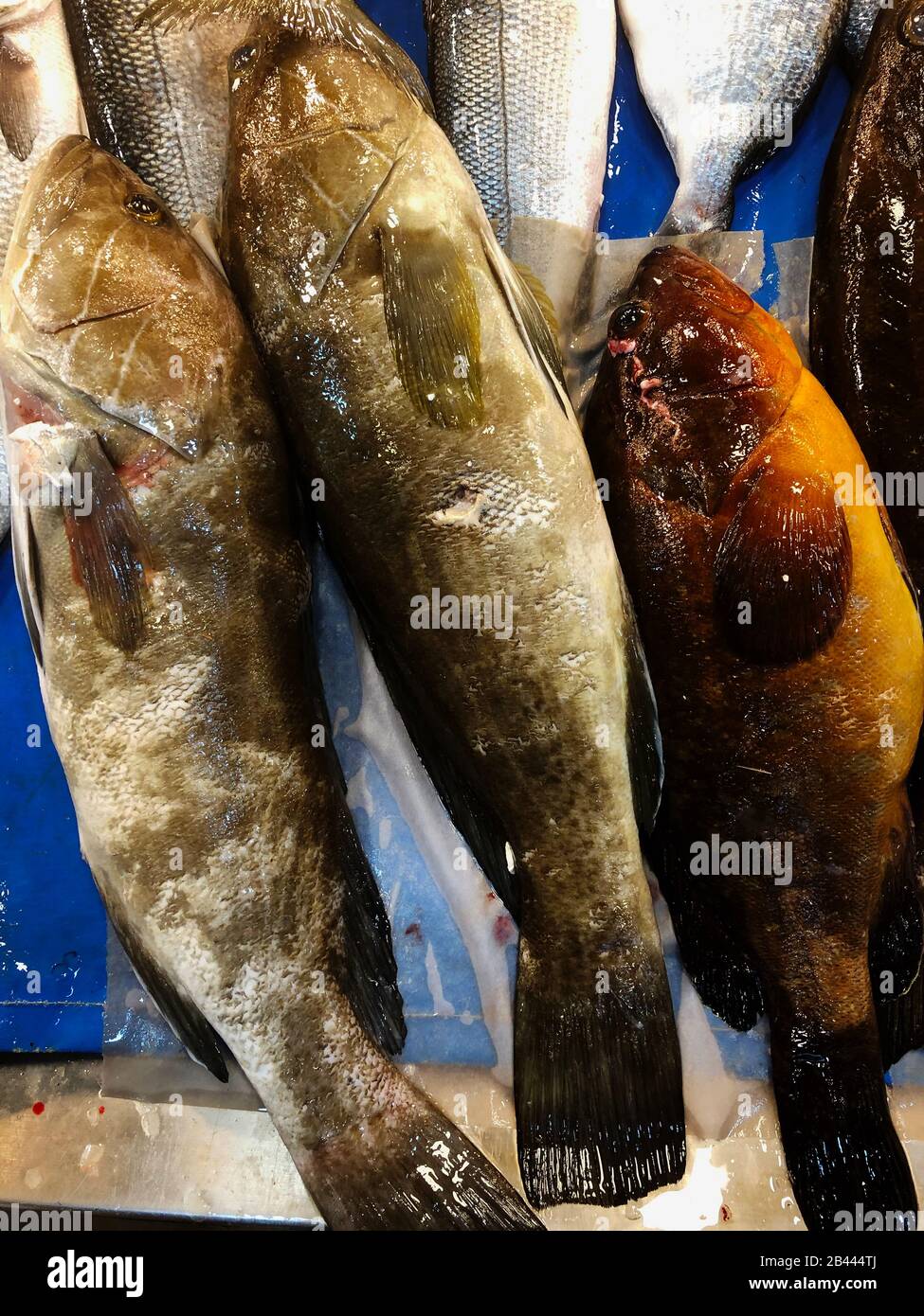 Illegally spearfished endangered dusky grouper (right), Ephinephelus ...