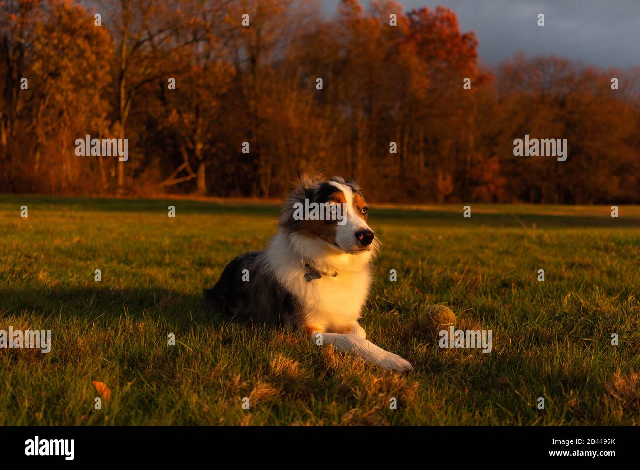 Mini Australian Shepherded breed enjoying the sunset on a public park ...