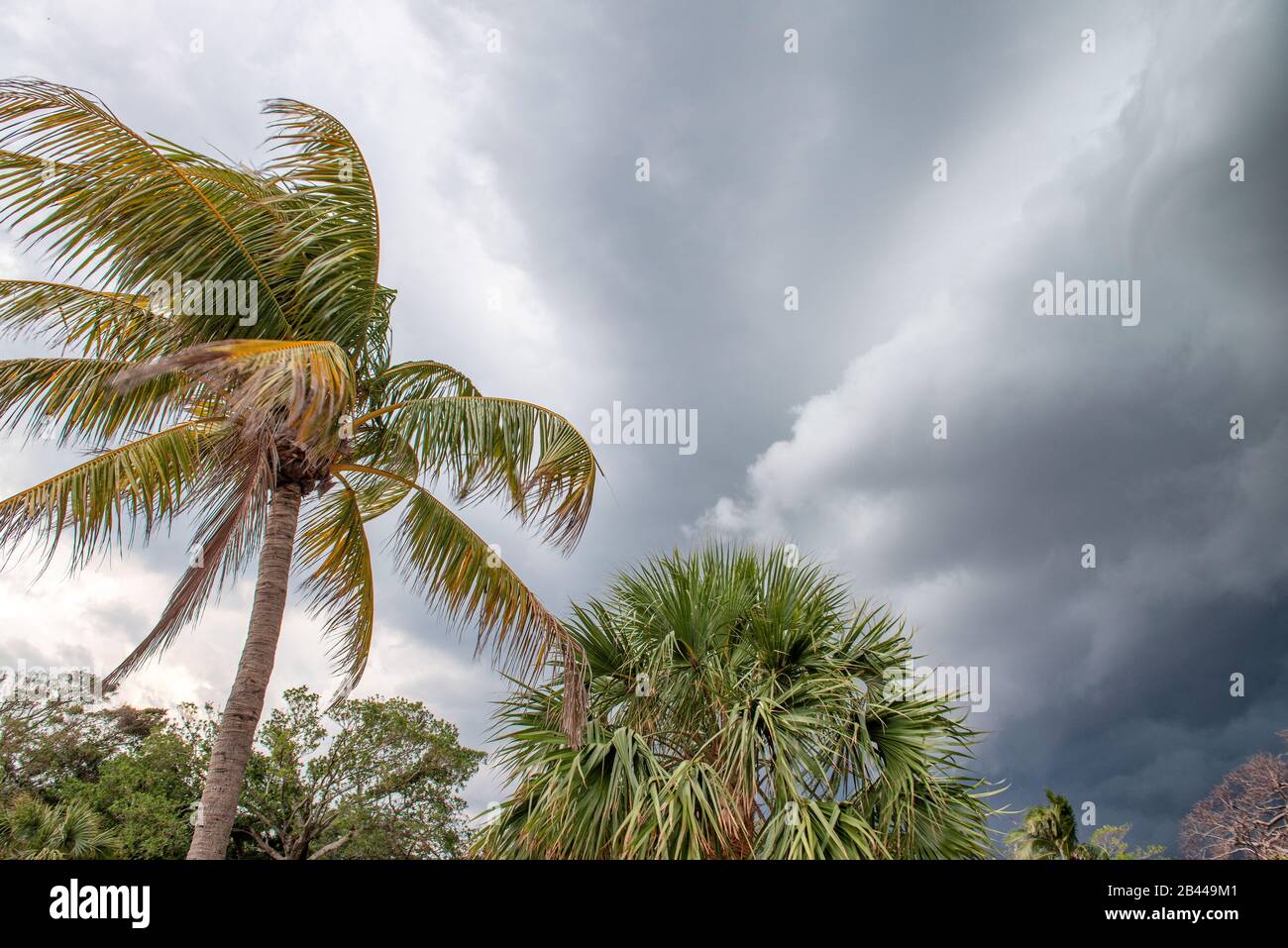 Waving palms hi-res stock photography and images - Alamy