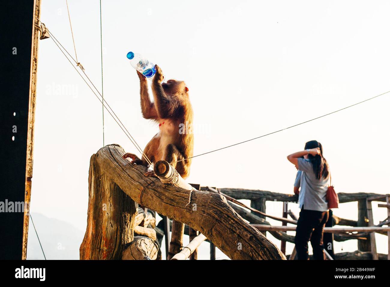 A monkey searching for things to steal from tourists Stock Photo - Alamy