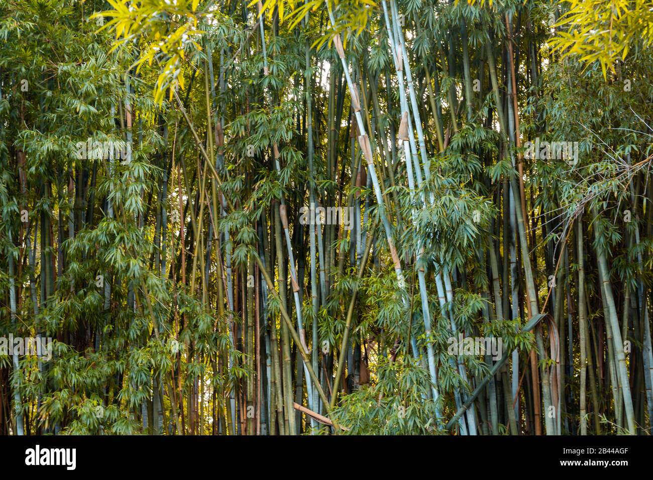 Natural garden covered by a bamboo forest Stock Photo - Alamy