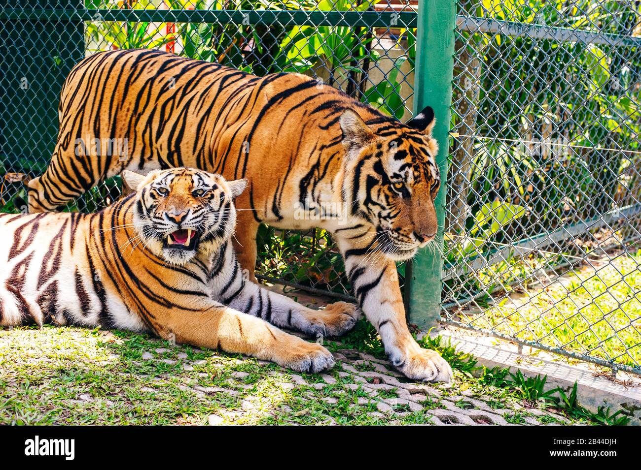 Phuket, Thailand - November 2019 This is the Tiger Kingdom in Phuket ...