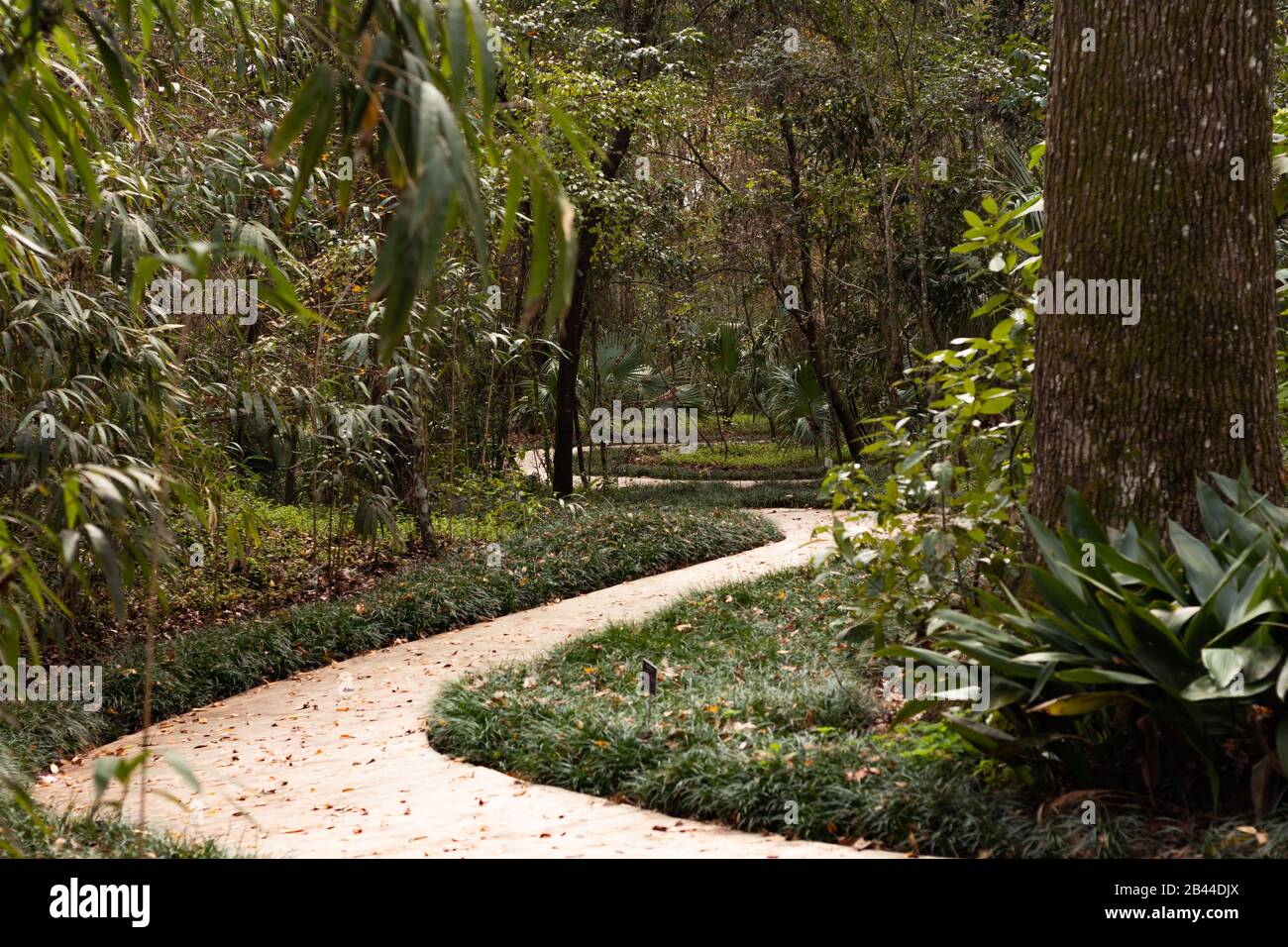 Walkway going around trees in a botanical garden path Stock Photo - Alamy