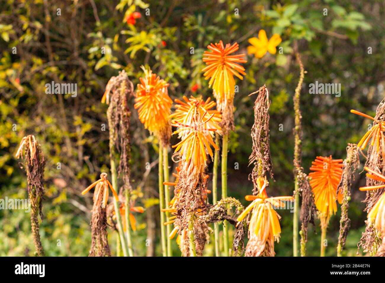 Red hot poker tree hi-res stock photography and images - Alamy