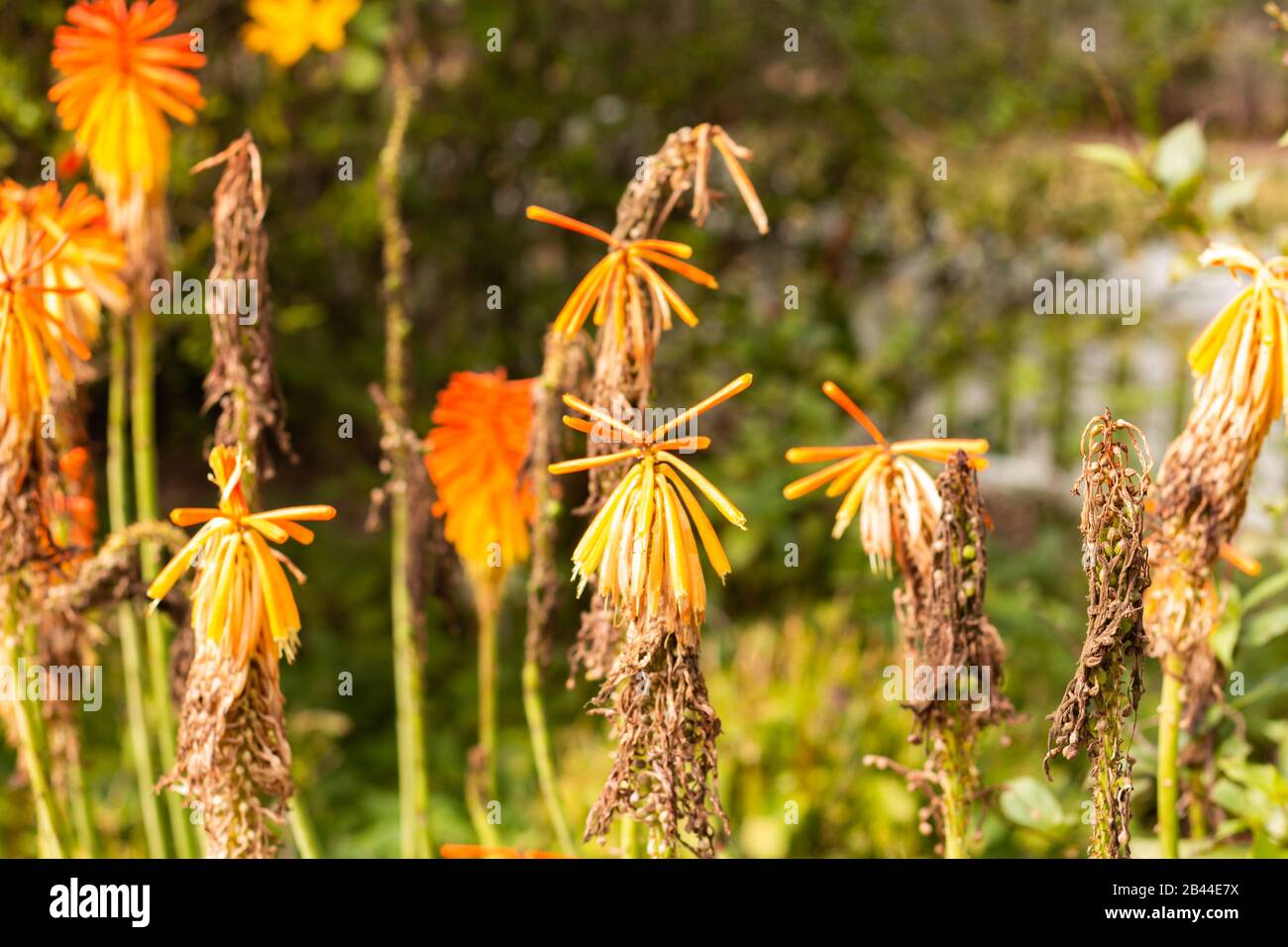Red hot poker tree hi-res stock photography and images - Alamy