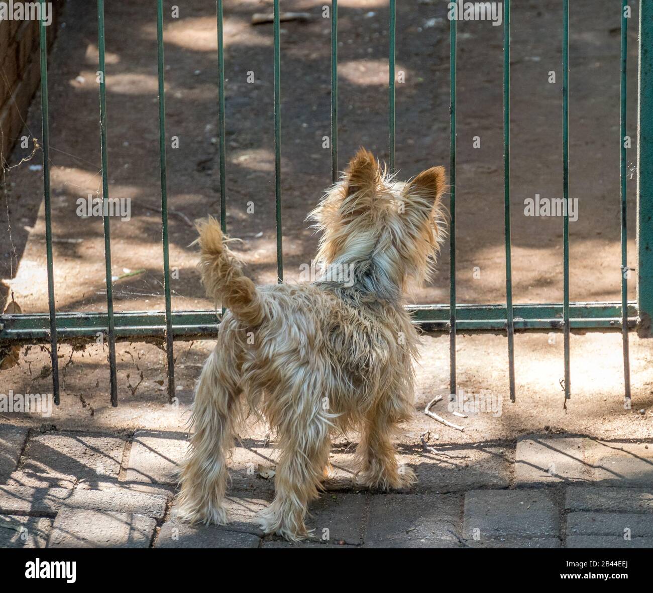 View from behind of a small domestic dog at a closed gate image in ...