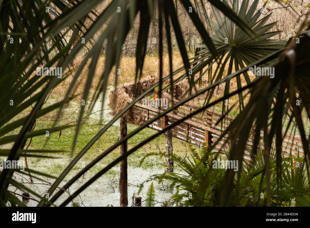Botanical garden swamp covered bridge. Green vines covering view of the ...