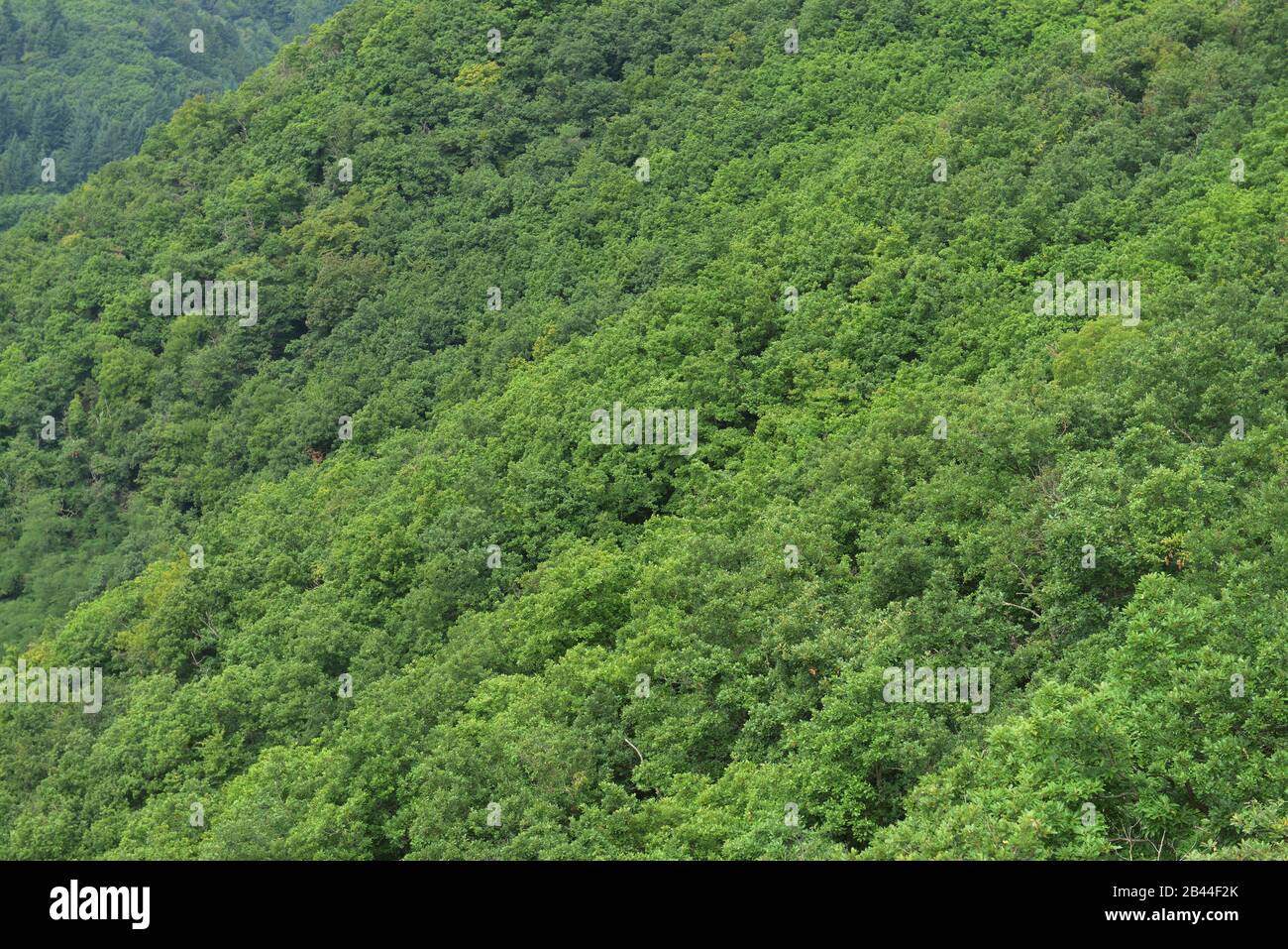 Gruener wald hi-res stock photography and images - Alamy