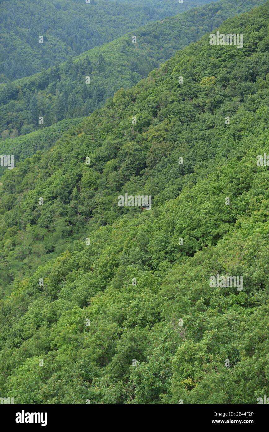 Eichenwald hi-res stock photography and images - Alamy