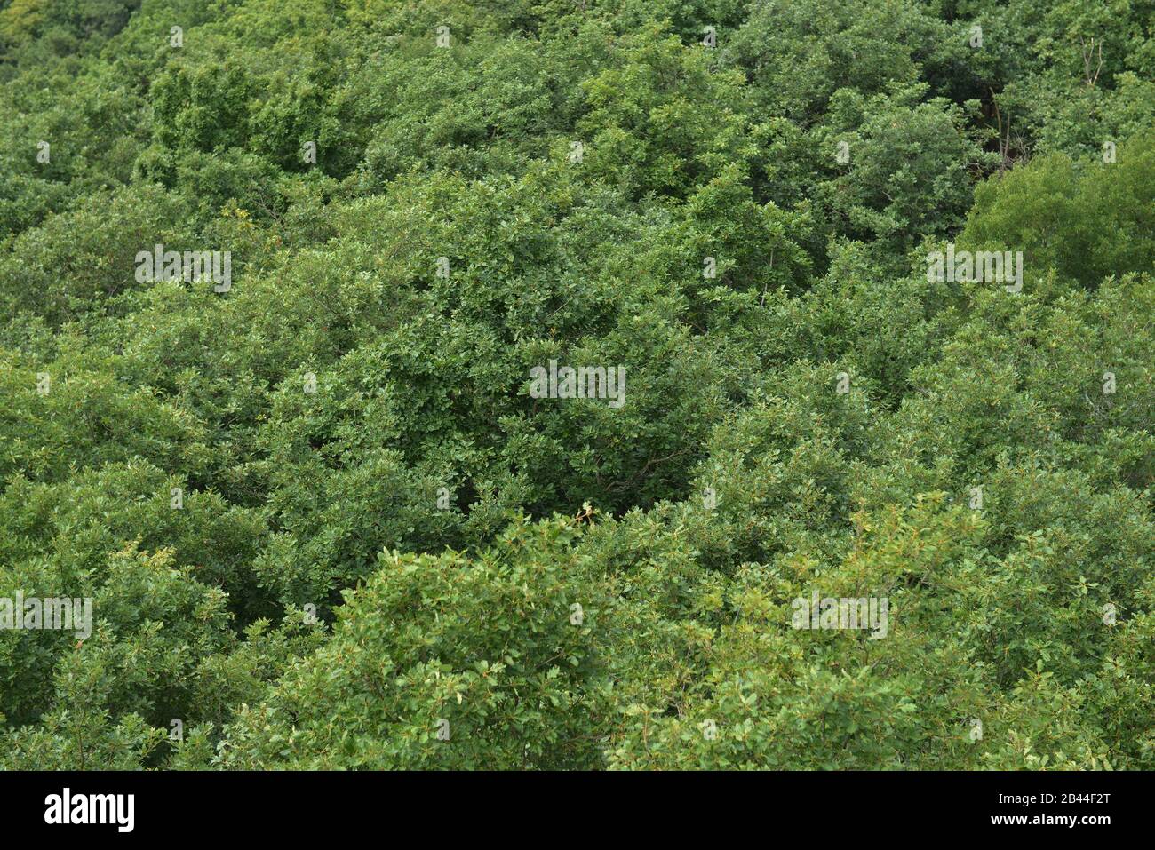 Eichenwald hi-res stock photography and images - Alamy