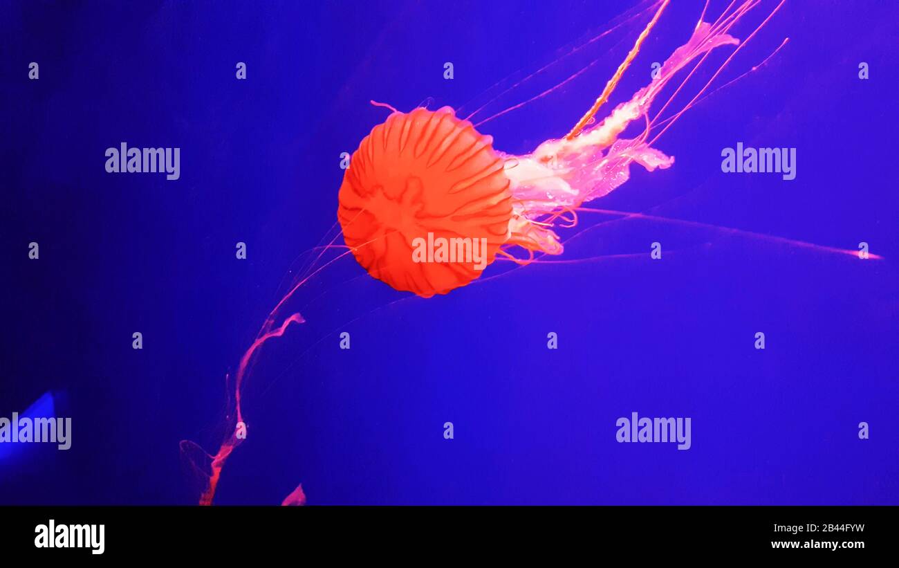 Beautiful colorful jellyfish in aquarium. Jellyfish from sea Stock ...