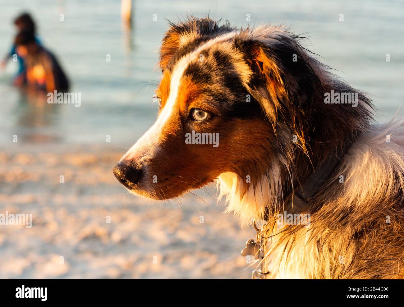 Australian shepherd sheepdog hi-res stock photography and images - Alamy