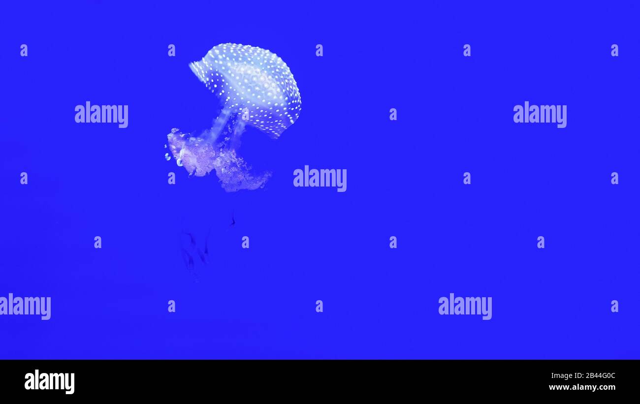 Beautiful colorful jellyfish in aquarium. Jellyfish from sea Stock ...