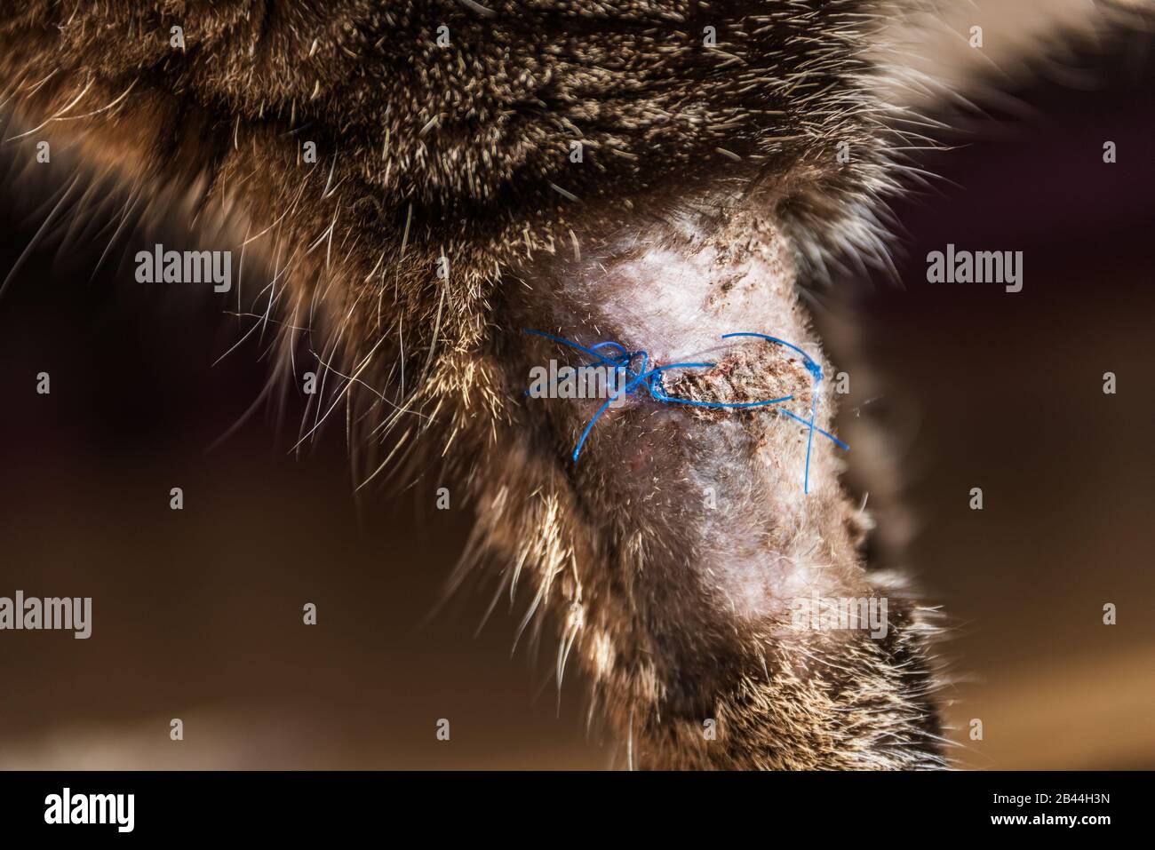 Cat injury blood hi-res stock photography and images - Alamy