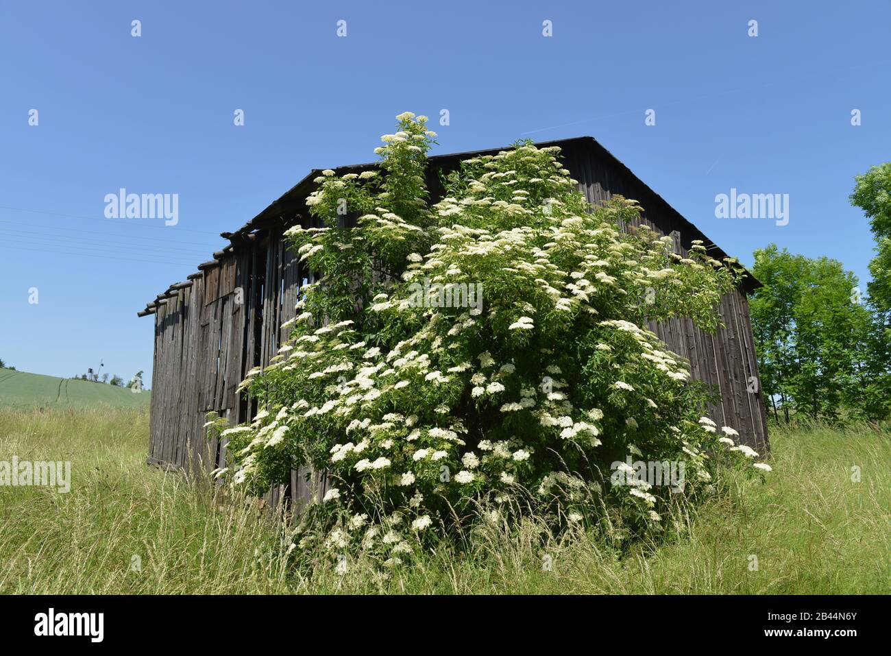 Holunder hi-res stock photography and images - Alamy