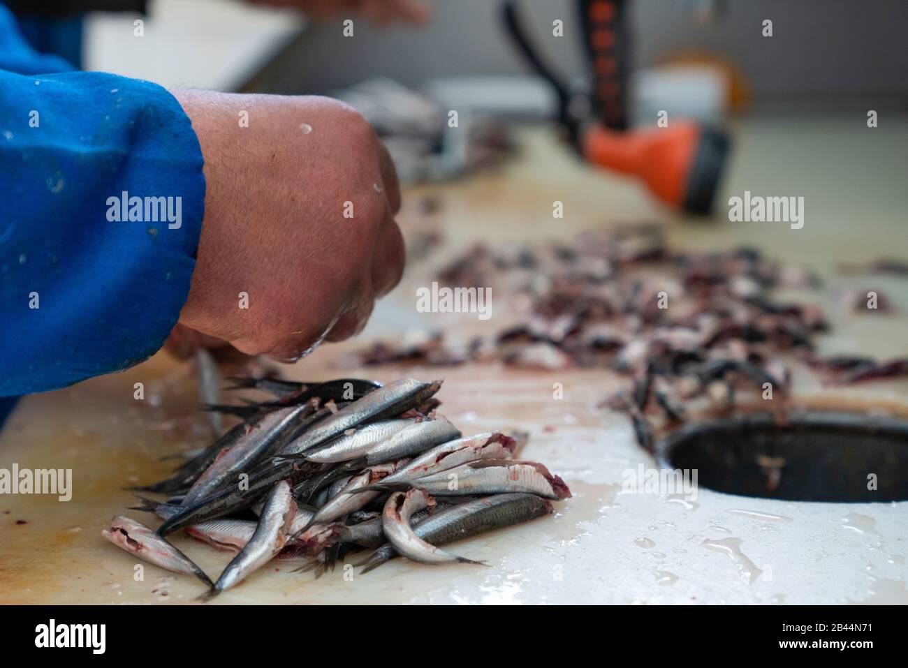 Selective focus of seller clean anchovy fish in a fish market Stock ...
